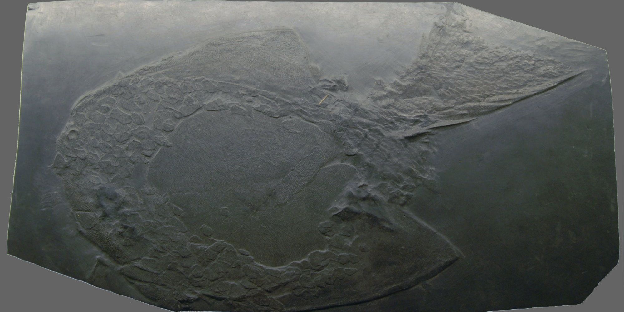 Galerie der schönsten Bundenbach Fossilien - ein virtuelles Museum