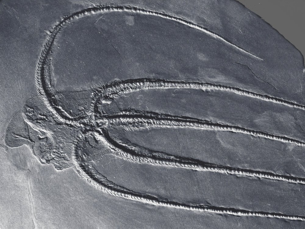 Galerie der schönsten Bundenbach Fossilien - ein virtuelles Museum