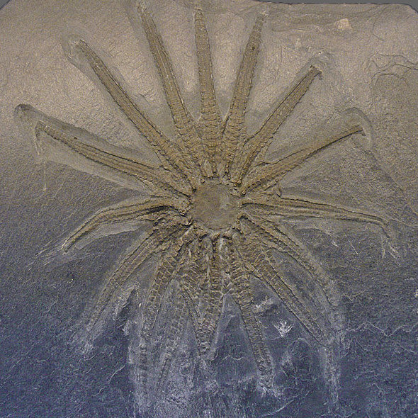 Galerie der schönsten Bundenbach Fossilien - ein virtuelles Museum