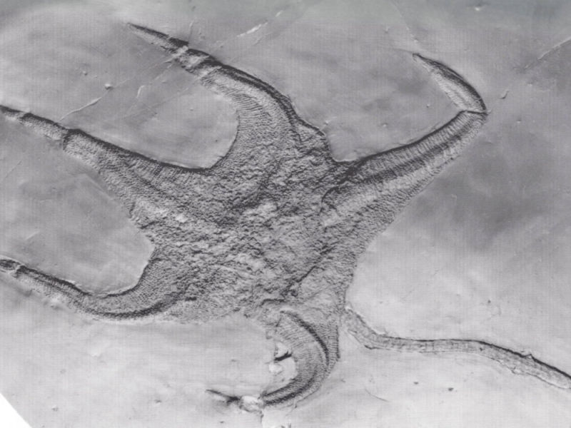 Galerie der schönsten Bundenbach Fossilien - ein virtuelles Museum