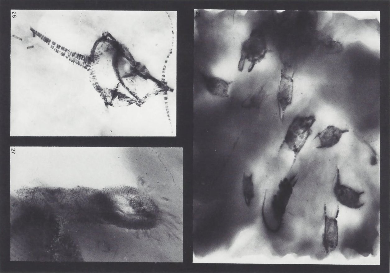 Bundenbach-Fossilien des Hunsrückschiefers im Röntgenlicht betrachtet