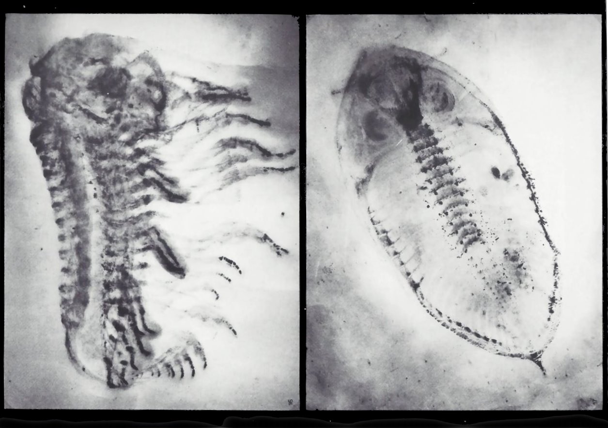 Bundenbach-Fossilien des Hunsrückschiefers im Röntgenlicht betrachtet