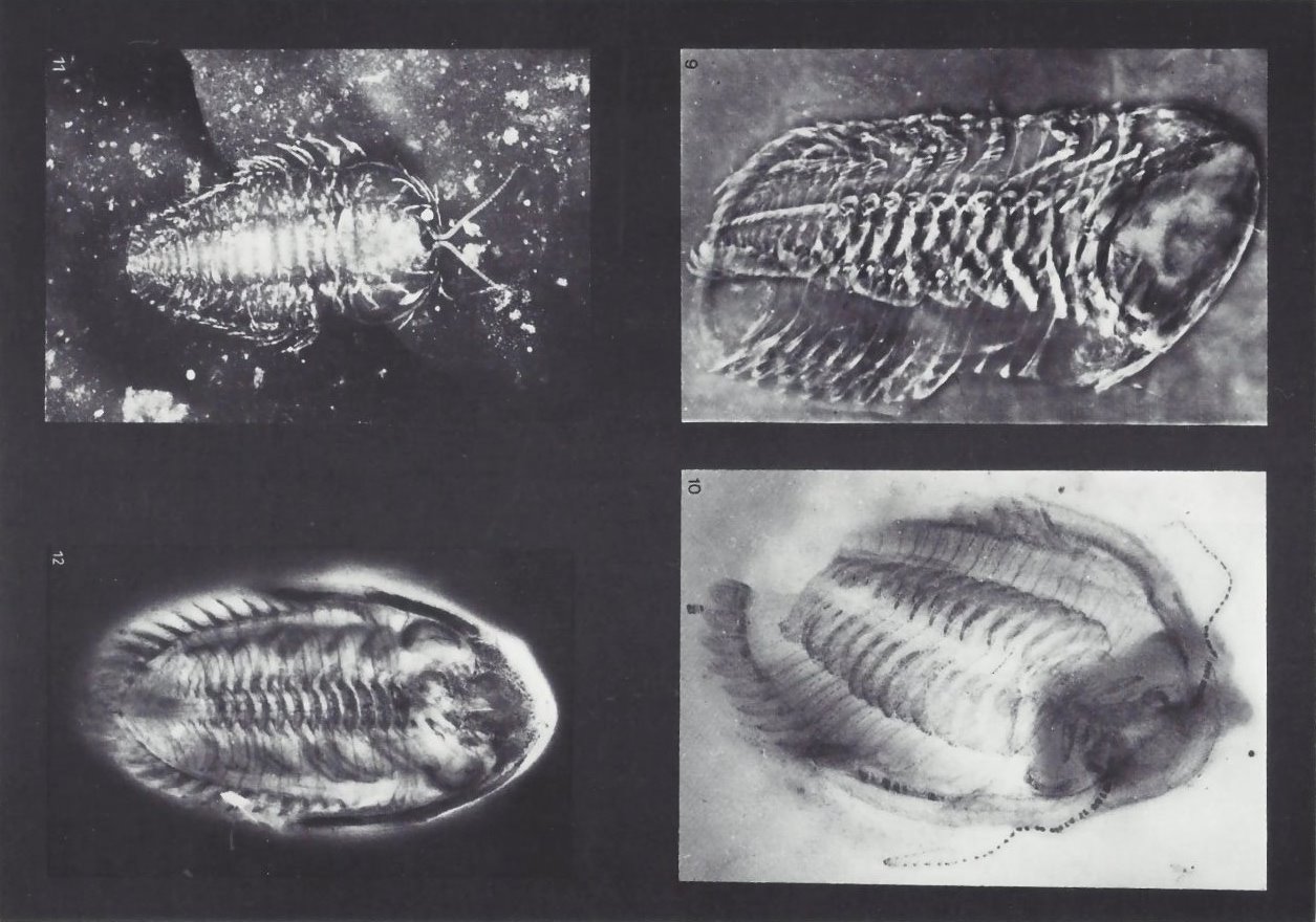 Bundenbach-Fossilien des Hunsrückschiefers im Röntgenlicht betrachtet