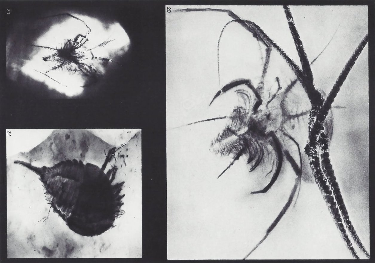 Bundenbach-Fossilien des Hunsrückschiefers im Röntgenlicht betrachtet