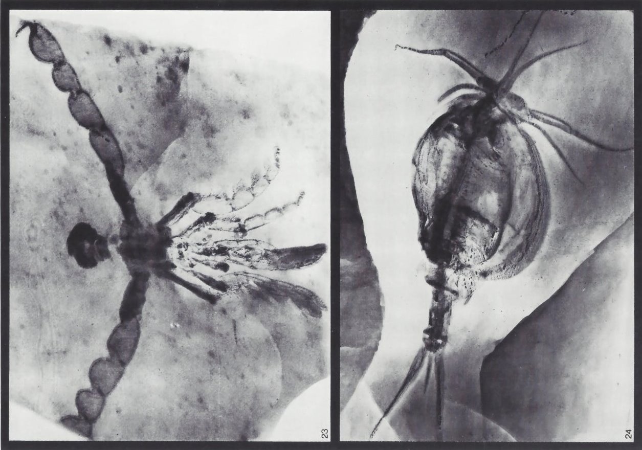 Bundenbach-Fossilien des Hunsrückschiefers im Röntgenlicht betrachtet